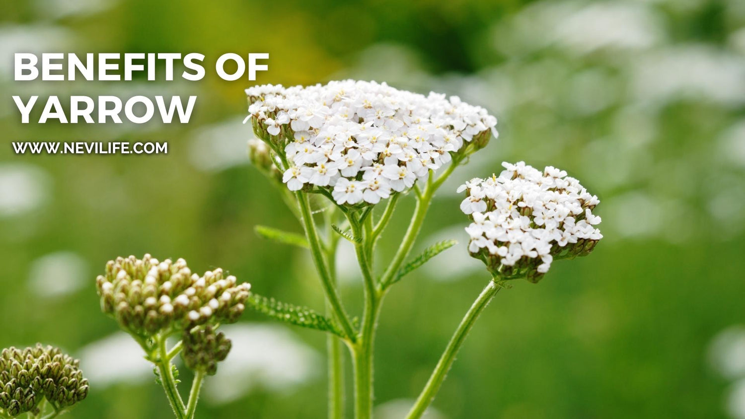 Yarrow Benefits – nevilife