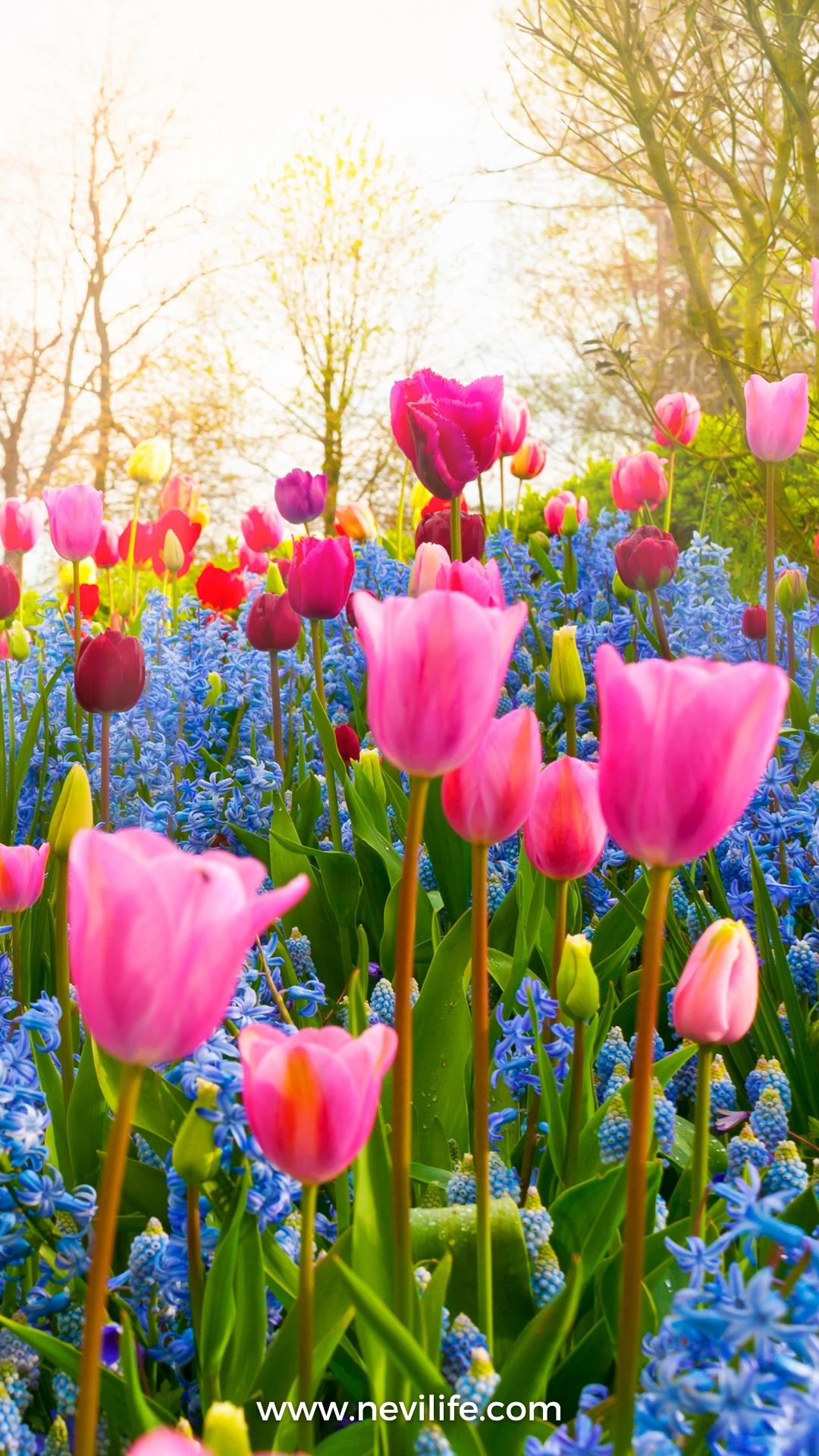 Are you ready for spring vibes? – nevilife